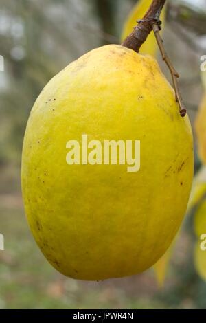 Chinesische Quitte (Pseudocydonia Sinensis) in Früchten in einem Garten ...