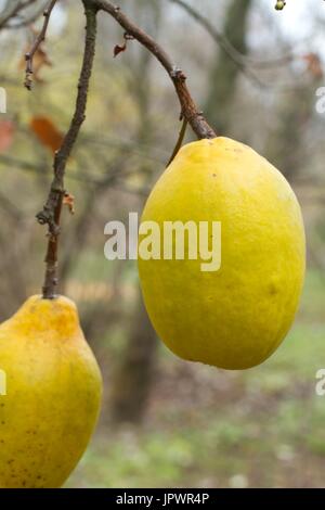 Chinesische Quitte (Pseudocydonia Sinensis) in Früchten in einem Garten ...