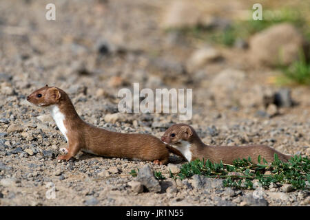 wenigsten Wiesel (Mustela Nivalis), juvenile auf einem mehrere Hektar ...
