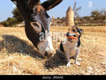 Esel und Karotte Stockfoto, Bild: 36723438 - Alamy