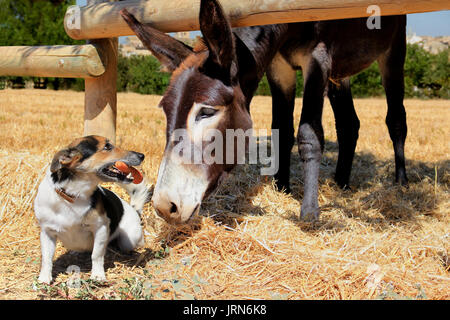 Esel und Karotte Stockfotografie - Alamy