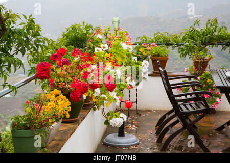 Blumen, Landhaus an einem regnerischen Tag, Sayalonga La Axarquia ...