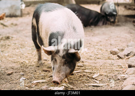 Hausschwein, große weiße X Landrace x Duroc, Freerange Sau mit Ferkeln ...