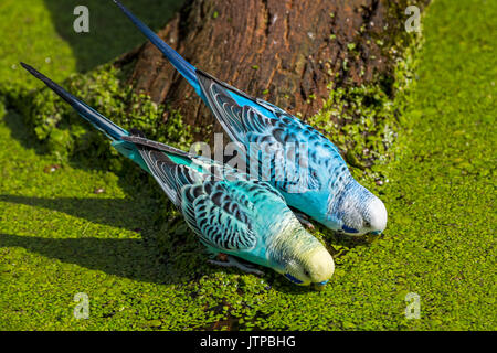 Wellensittiche (Melopsittacus Undulatus), zwei Tiere, Abrechnung ...