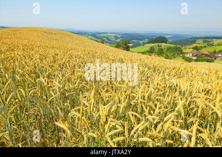 Landschaft im Emmental (berühmt für Käse), Schweiz Stockfoto, Bild ...