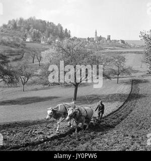 Mann Feld pflügen mit Ochsen gezogenen Pflug in der Nähe von Raya Nga ...