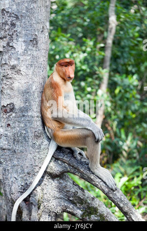 Proboscis Monkey, Nasalis Larvatus oder Spitzzange Affe, ist ein ...