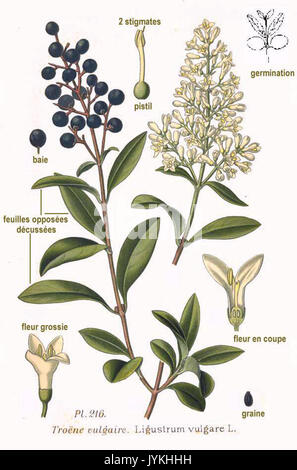 Schwarze Beeren einer Hecke Liguster (Ligustrum Stockfotografie - Alamy