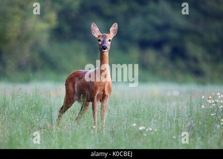 Rehe auf der Wiese in den frühen Morgenstunden, Reh Auf Wiese bin ...