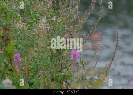 Spatzen essen Brombeeren und andere Pflanzen Stockfotografie - Alamy