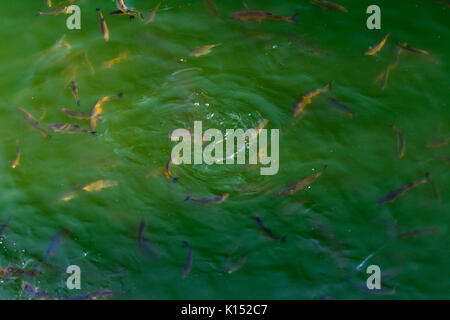 Fische Wels und ide-Leben in Teichen, das Kernkraftwerk Tschernobyl zu ...