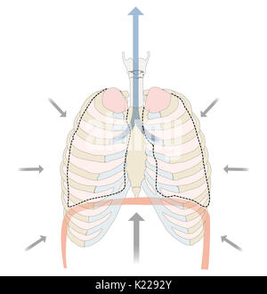 Illustration des respiratorischen Systems Stockfotografie - Alamy