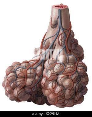 Die bronchiolen sind die Schmalsten Unterteilungen der Bronchialbaum ...
