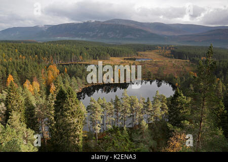Blick über Uath Lochans von Pinienwald mit Blick auf die Cairngorm ...
