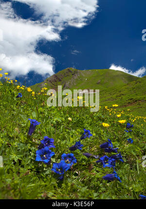 Enzian ohne Stiel, Gentiana Acaulis, Wiese, Alpine Rasen, Natur ...