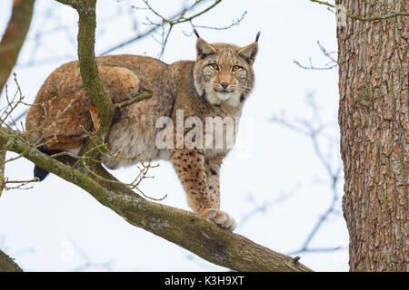 Luchs (Lynx Lynx), Männlich, mit Beute Reh (Capreolus Capreolus ...