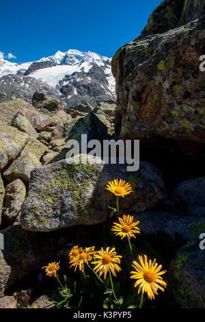 Blühende Blumen und dem Gipfel des Piz Palu in der Berninagruppe in ...
