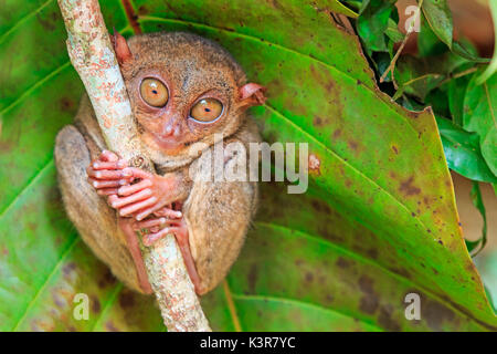 Koboldmaki in Cebu, Philippinen - Tarsius Syrichta Stockfotografie - Alamy
