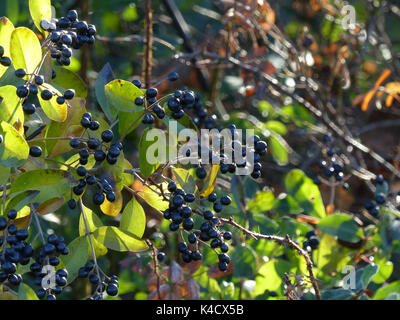 Schwarze Beeren einer Hecke Liguster (Ligustrum Stockfotografie - Alamy