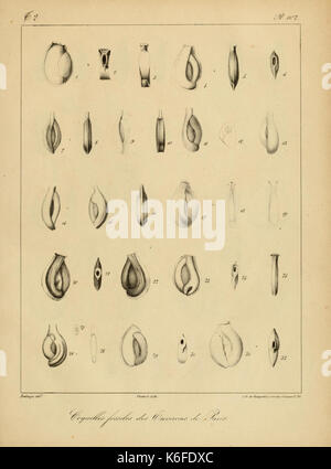 . Beschreibung des coquilles Fossilien des Umgebung de Paris. Muscheln ...