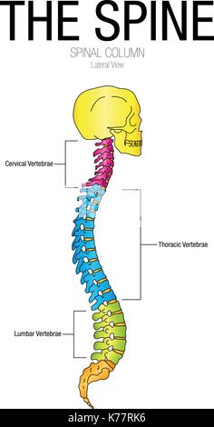 Menschliches Skelett und alle Namen der Knochen (Schädel ...