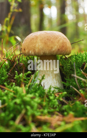 King Pine Bolete im Moos am Wald. Weißes Pilzmyzel in der Tierwelt ...