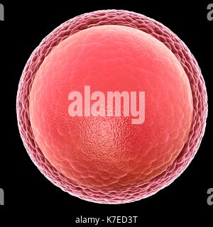 Menschliche Eizelle Hintergrund Stockfoto, Bild: 49172524 - Alamy
