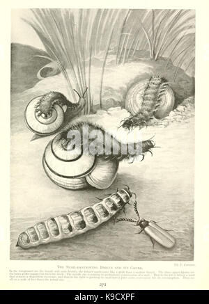 Marvels of Insecte Life, New York, R. M. McBride, 1916, Käfer, Insekten ...