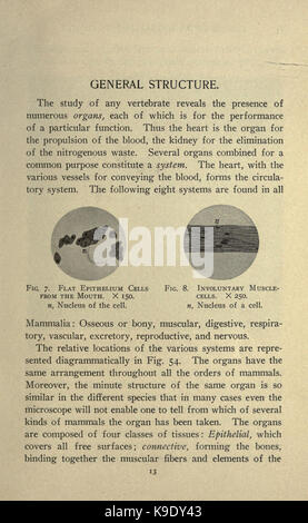 . Text Buch von Wirbeltieren, Zoologie. Wirbeltiere; Anatomie ...