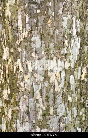 Rinde einer Ahorn-Baum-Nahaufnahme Stockfoto, Bild: 30366457 - Alamy