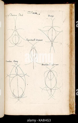 Die Anatomie der Pflanzen (Tab. 44 Stockfotografie - Alamy