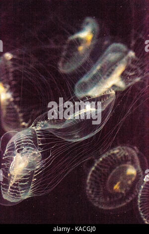 Crystal Qualle Aequorea Victoria ist eine biolumineszente Hydrozoan ...