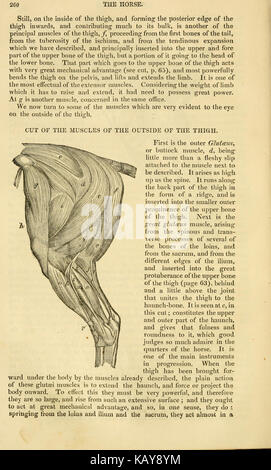 . Die Anatomie der Haustiere. Veterinär Anatomie. Der HUF 889 Seezunge ...
