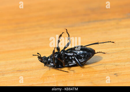 Tote Käfer auf dem Rücken liegend Stockfoto, Bild: 30605650 - Alamy