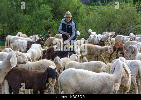 Hirte mit Hund und Schafherde Stockfoto, Bild: 2118437 - Alamy