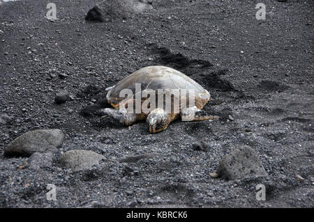 Meeresschildkröten (Cheloniidae) zeigen im engeren Sinne eine Familie ...