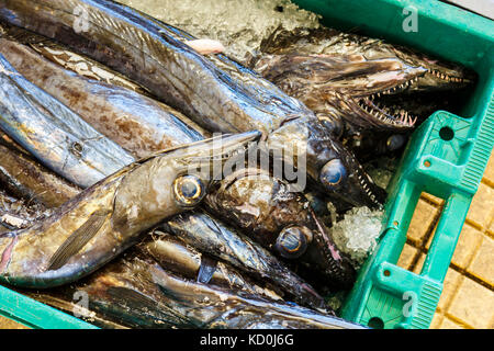 Schwarzer Degenfisch (aphanopus Carbo Stockfotografie - Alamy