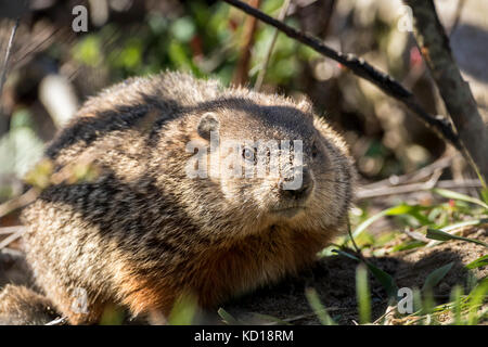 Murmeltier Waldmurmeltiere Murmeltier Murmeltiere Murmeltier ...