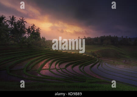 Im Belimbing sind Bali, Indonesien, Reis-Terrassen für den Anbau einer ...