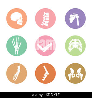 Die menschliche Anatomie. Satz von Vector Illustration auf weißem ...