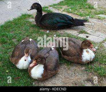 Niedliche graue und weiße Ente mit zerrupften Federn auf seinen Flügeln ...