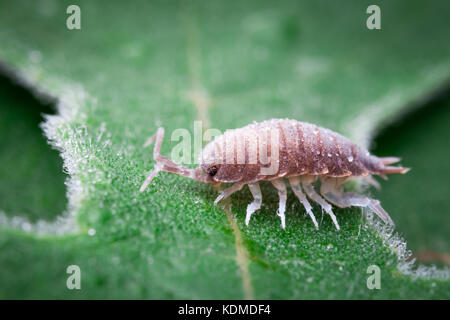 Kleider Motten Larven, Tineola Bisselliella, mit seidenen Fällen an der ...