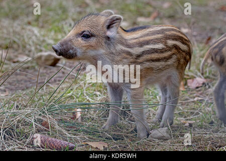 Wildschwein-Ferkel s Wildschwein-Frischlinge-Sus Scrofa Schleswig ...