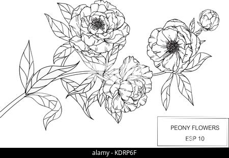 Vektor hand Pfingstrosen Silhouette. Isolierte blumen Kontur Vektor ...