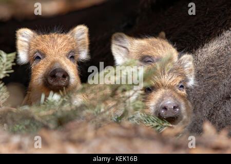 Wildschwein, Schwein, junge Wildschwein, Wildschwein, Schwarzwild ...
