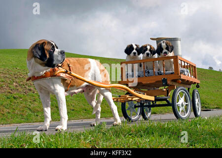 Bernhardiner Hund, weiblich ziehen Warenkorb hier mit drei Welpen auf ...