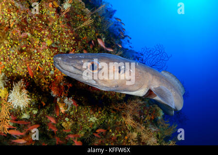 Europäische Meeraal, Conger conger Aal in coralreef, Meer, Insel ...