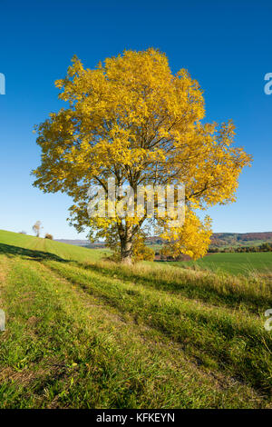 Europäische Esche (Fraxinus excelsior), Solitärbaum im Herbst ...