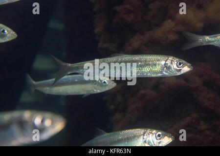 Hareng Hering Heringe atlantische Heringe Clupea Harengus Tiere ...