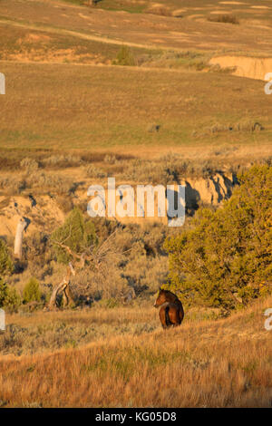 Wildpferd, Theodore Roosevelt Nationalpark, North Dakota, USA, USA ...